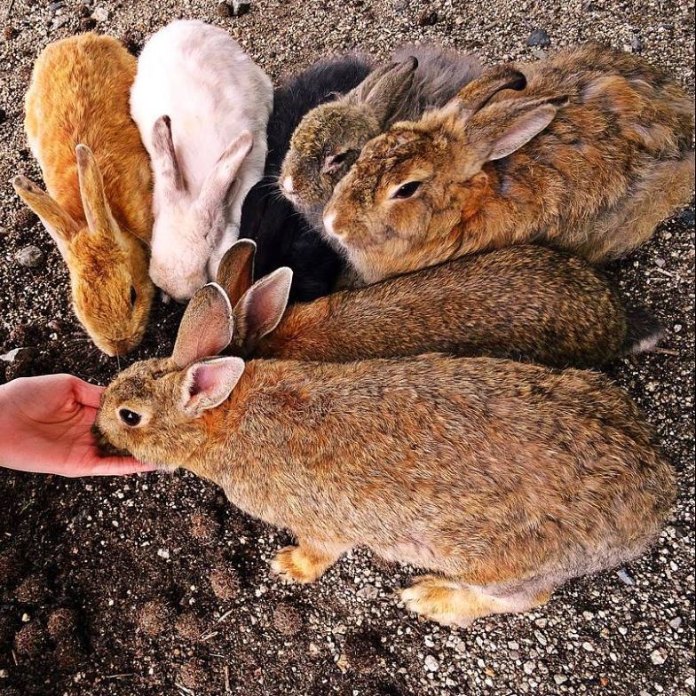 @Visit Japan: Did you know there's an island in Japan that's home to ...