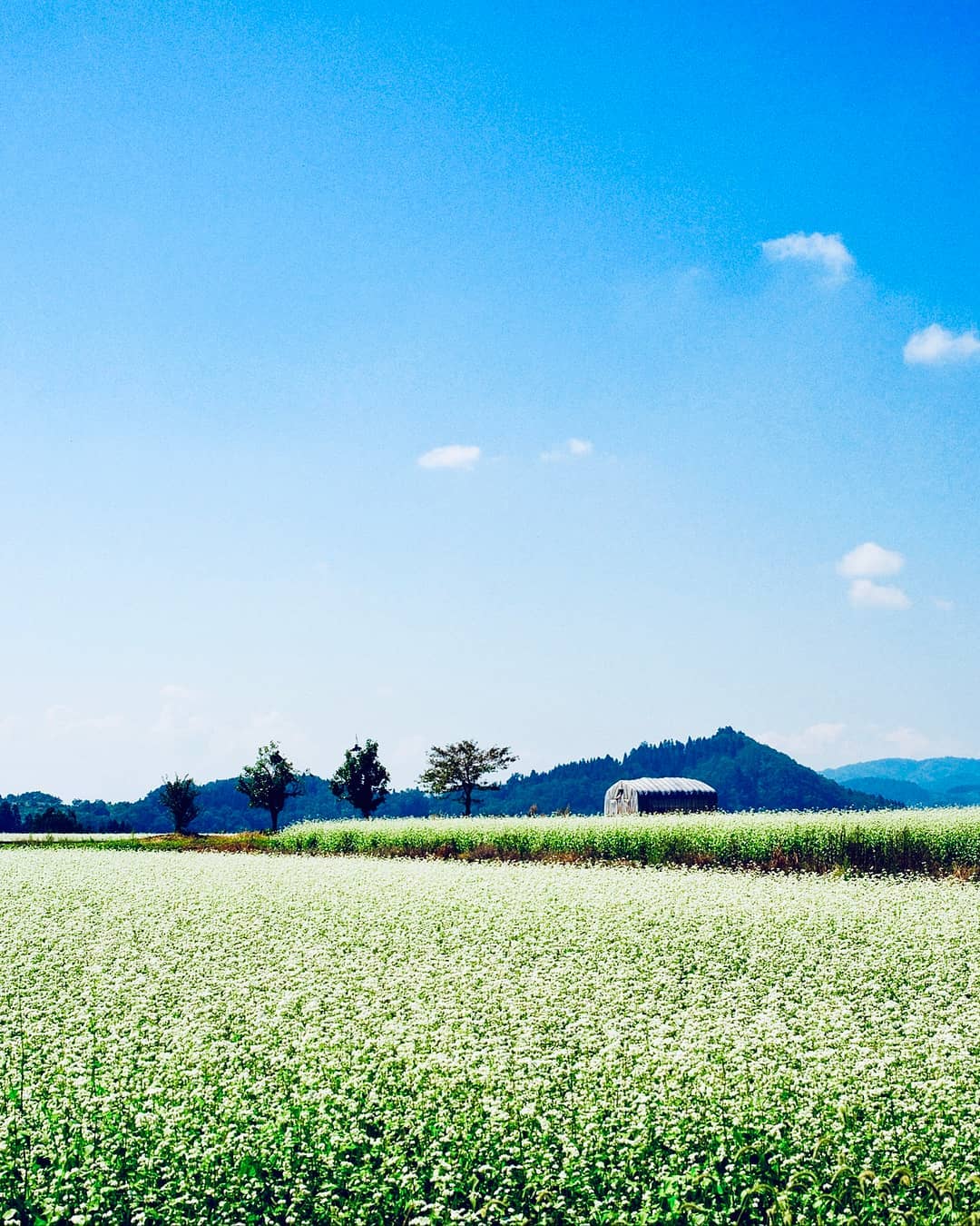 @Visit Japan: Yamagata Prefecture is famous for soba and Murayama City ...
