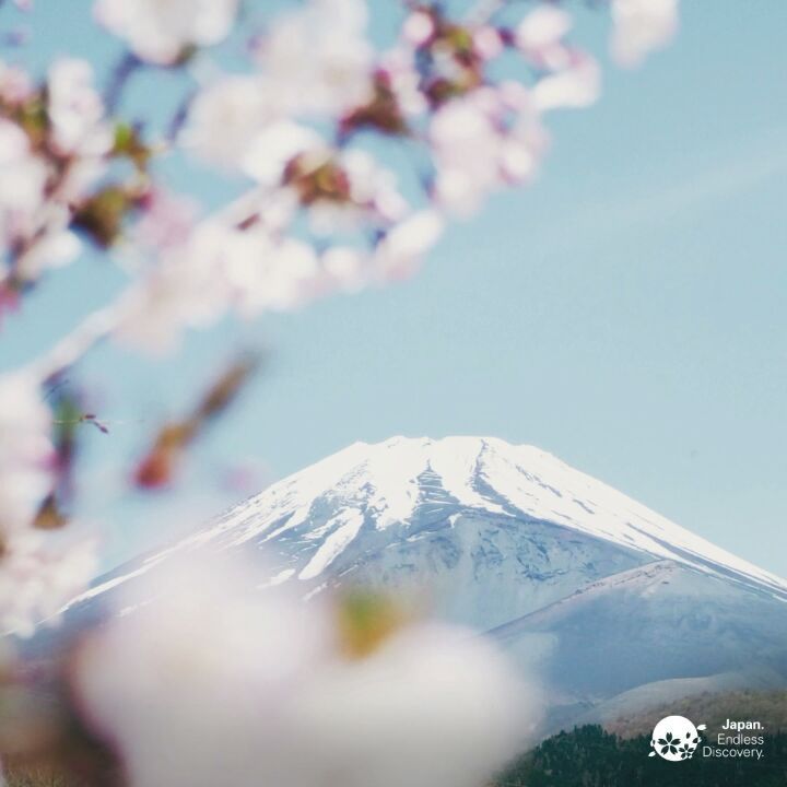 @Visit Japan: Here's everything you need to know about the delicate and ...