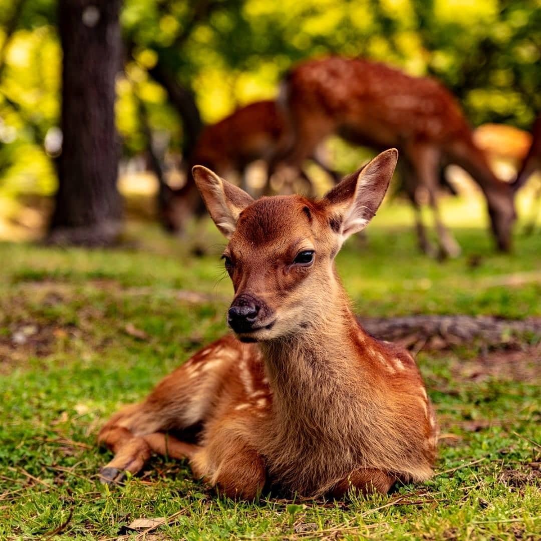 Visit Japan: Did you know deer are considered to be sacred animals in ...