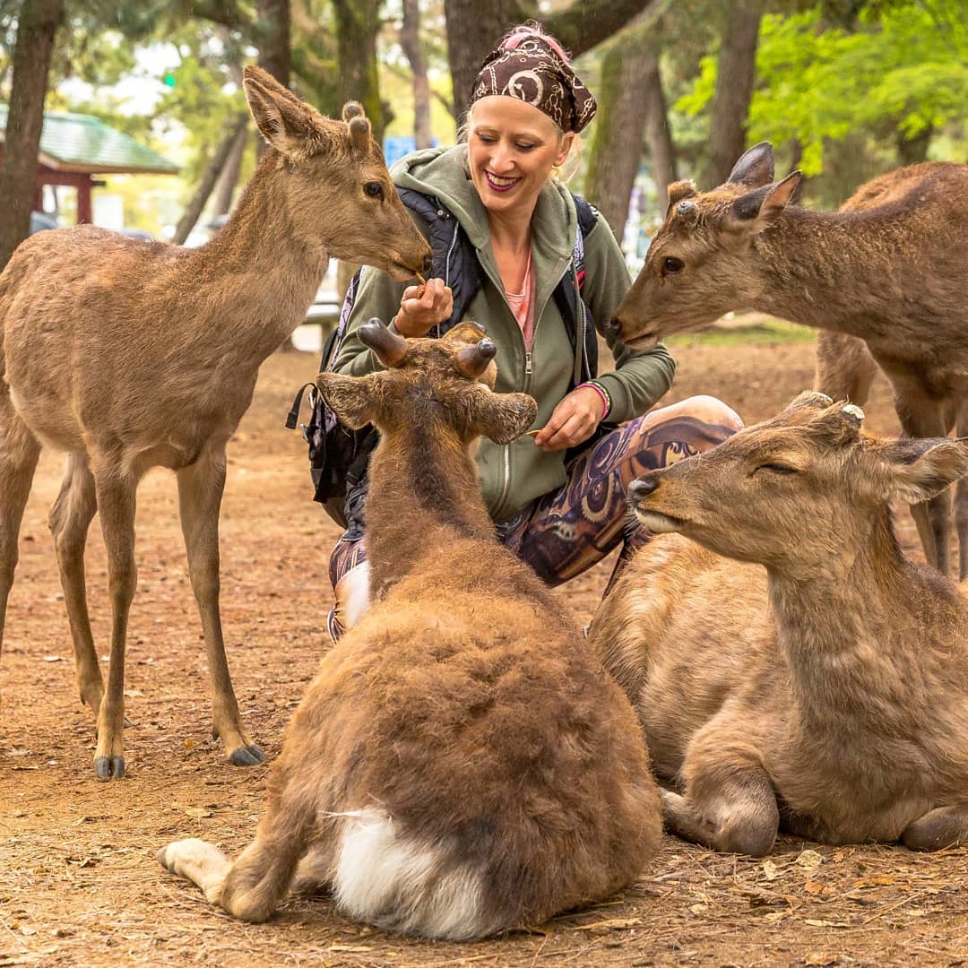 Visit Japan: Located in the Kansai region of western Japan, Nara ...