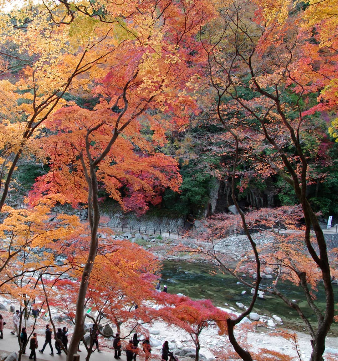 Visit Japan: A staggering 4,000+ maple trees have been planted in ...