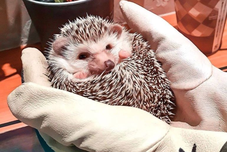 Visit Japan: Shirakawa-go. A village you want to experience in every ...