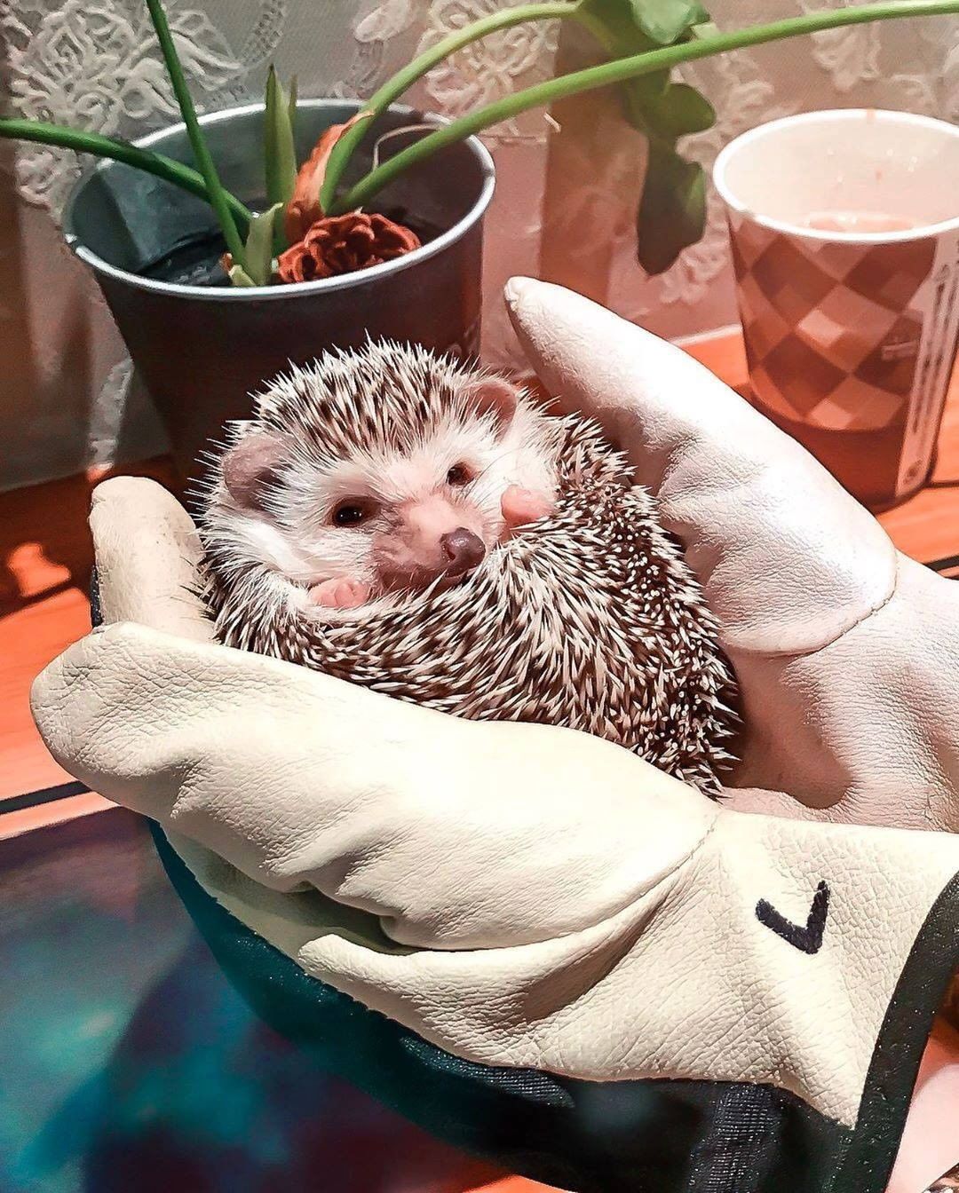 Visit Japan: When you're ready to visit, cute hedgehogs will be ...