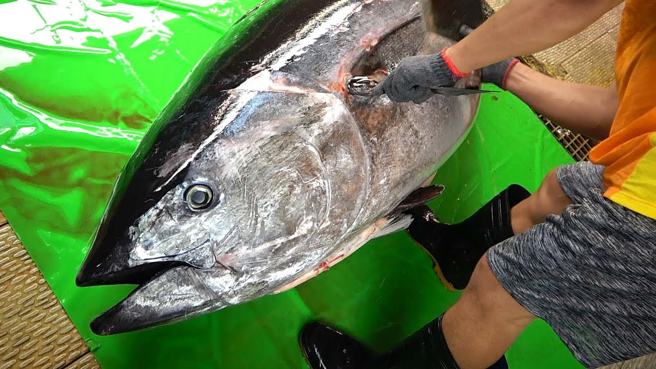 $10,000 500 lb Giant Bluefin Tuna Cutting like Butter- Taiwanese Street ...