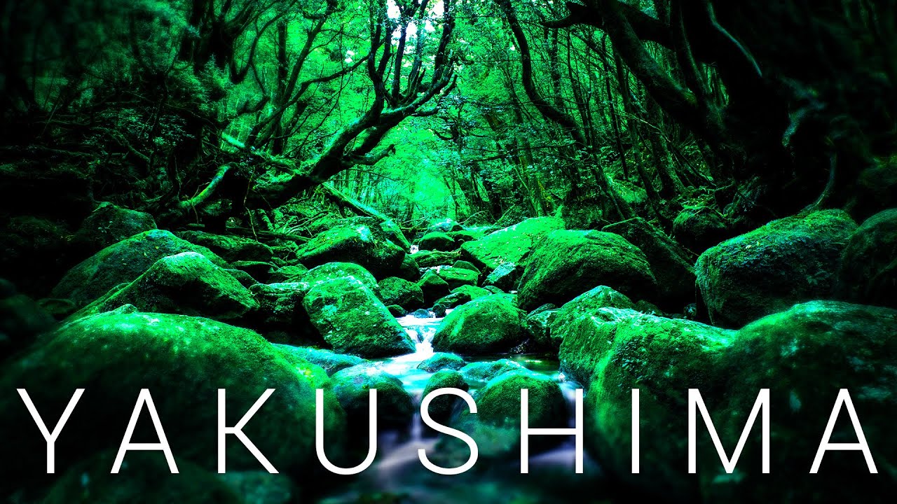 Visiting JAPAN'S REAL-LIFE ENCHANTED FOREST - Alo Japan All About Japan