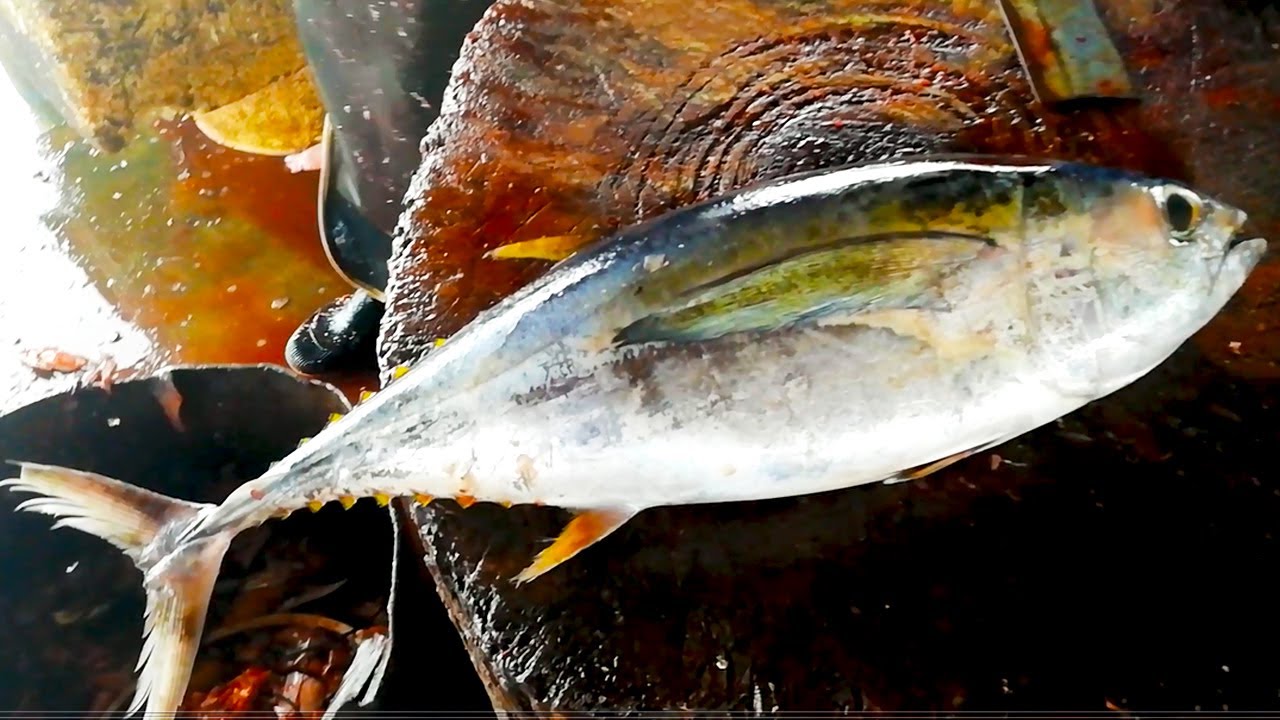How To Cut Yellow Fin Tuna | Fish Cutting Skills - Alo Japan All About ...