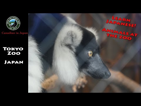 Learn Japanese (Animal Names) at Tokyo (Ueno) Zoo | Tokyo | Japan - Alo ...