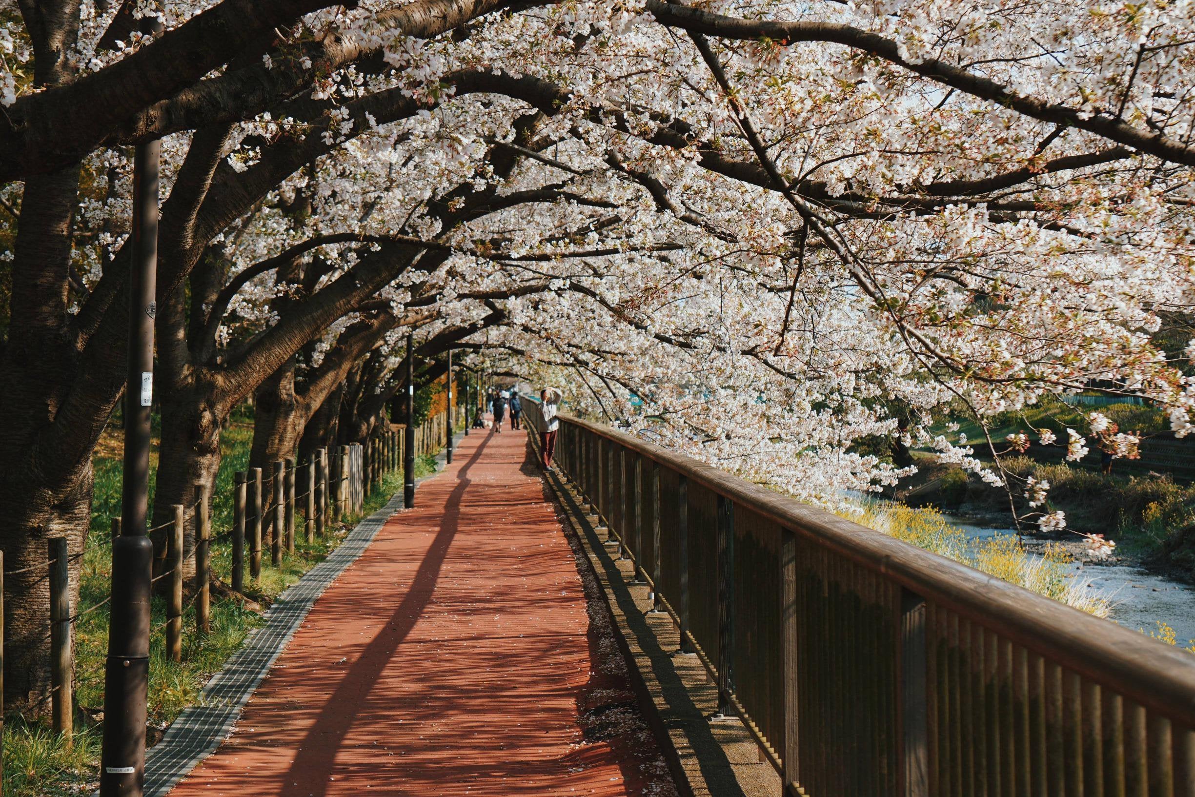 Sakura Riverside in Tokyo - Alo Japan