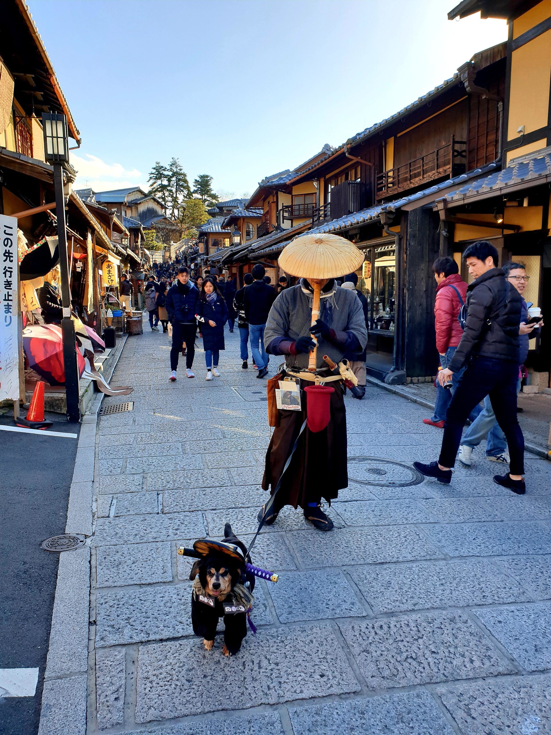 Samurai Dog in Kyoto - Alo Japan