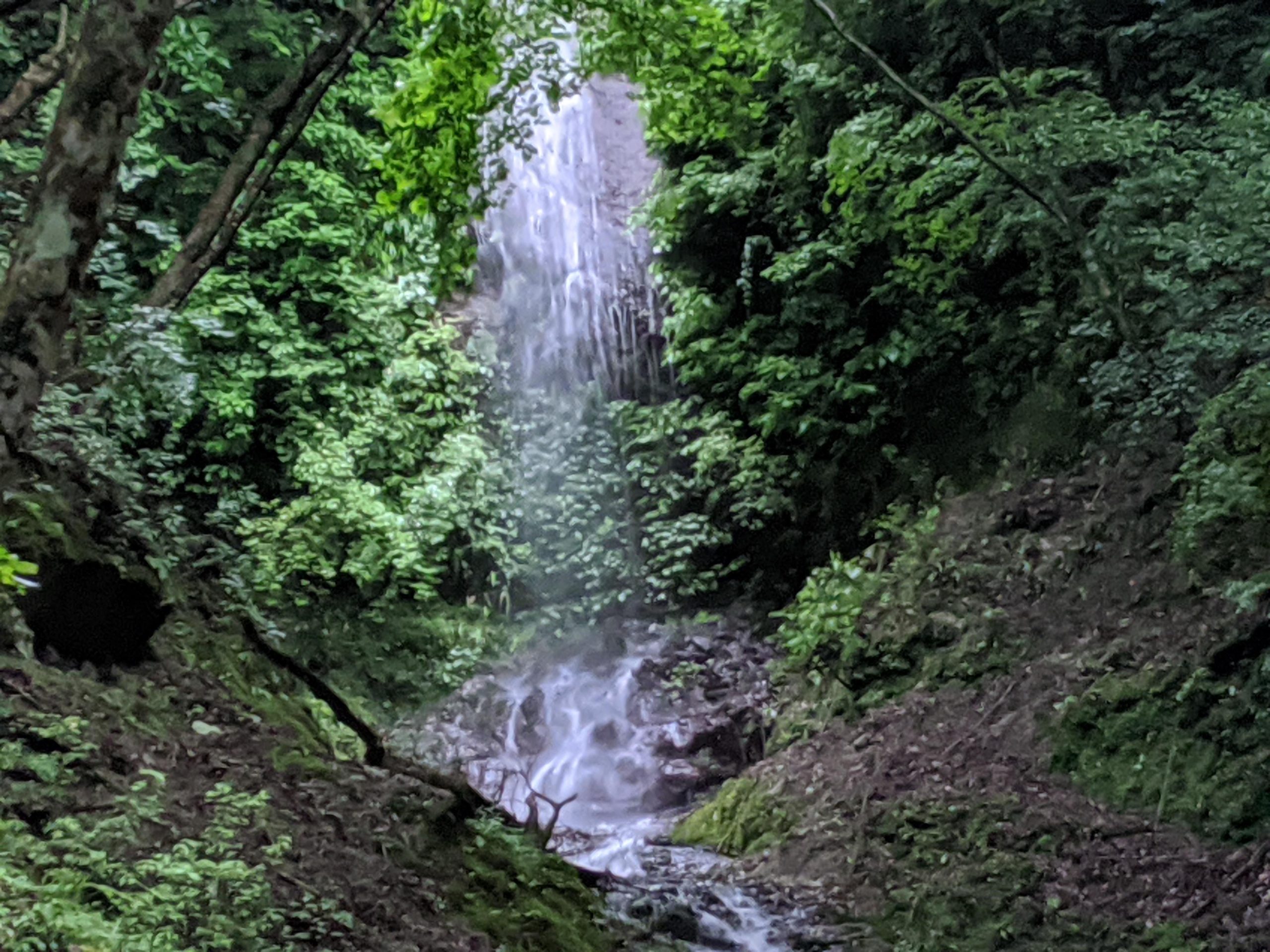 Camped in the rain this weekend, forests here are beautiful. - Alo ...