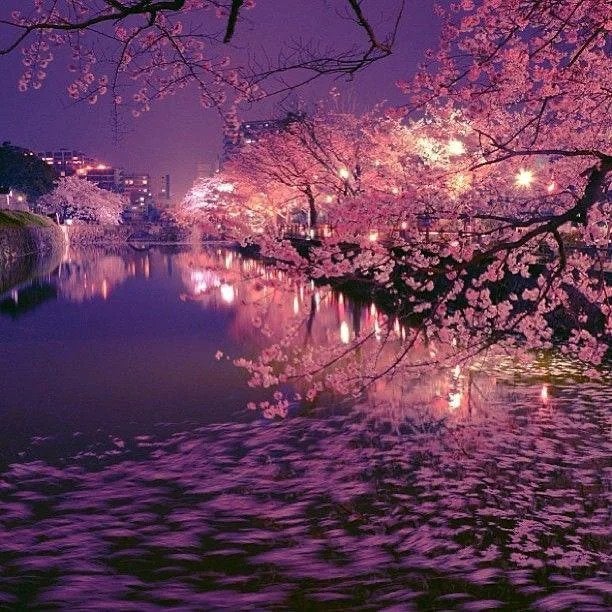 Sakura at night, Japan - Alo Japan
