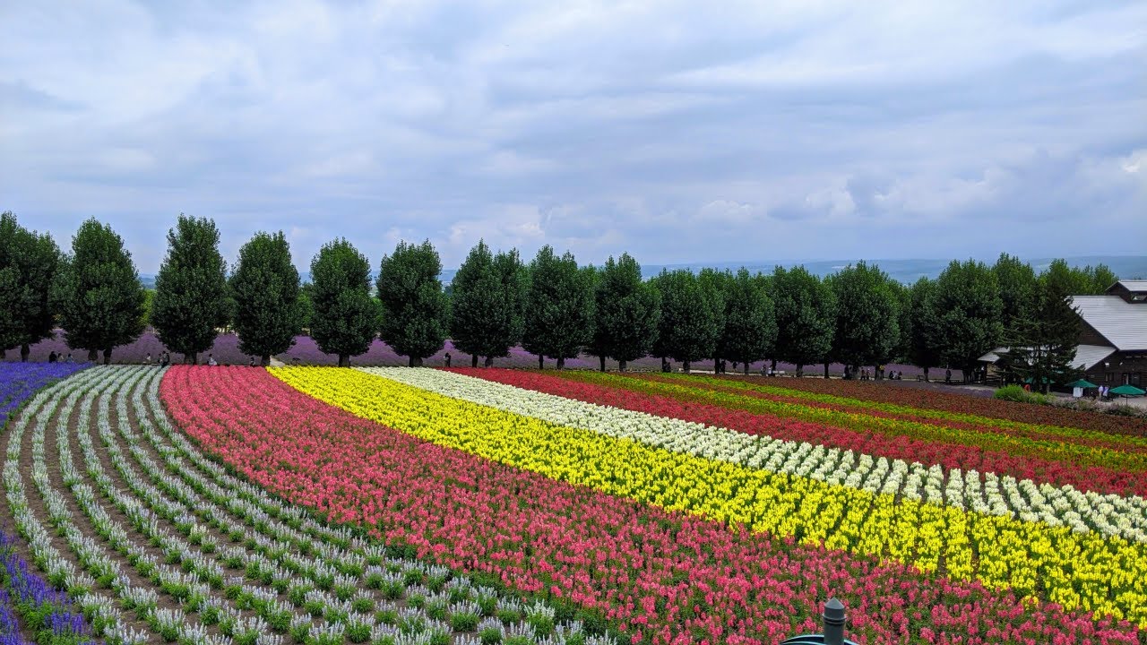 The most famous Lavender flower garden in Hokkaido,Japan #FarmTomita ...