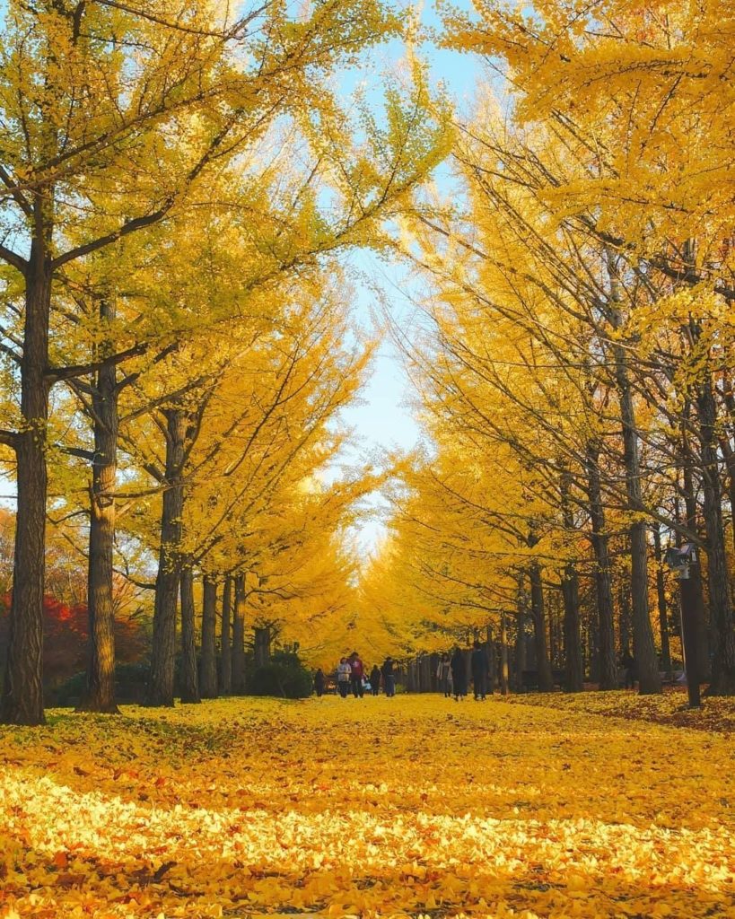 Visit Japan: Check out the gorgeous ginkgo trees in season during this ...