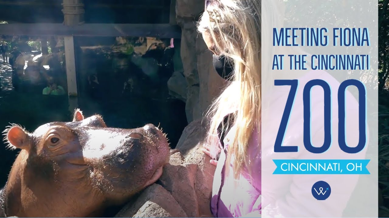 EXCLUSIVE MEET AND GREET WITH FIONA THE HIPPO// CINCINNATI ZOO TOUR ON ...