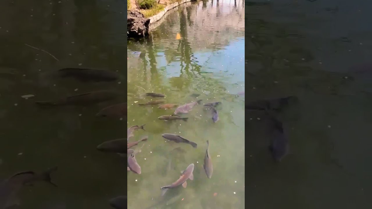 BLACK KOI FISH | Life in Japan | HONJO SAITAMA PARK | Japan TOUR ...