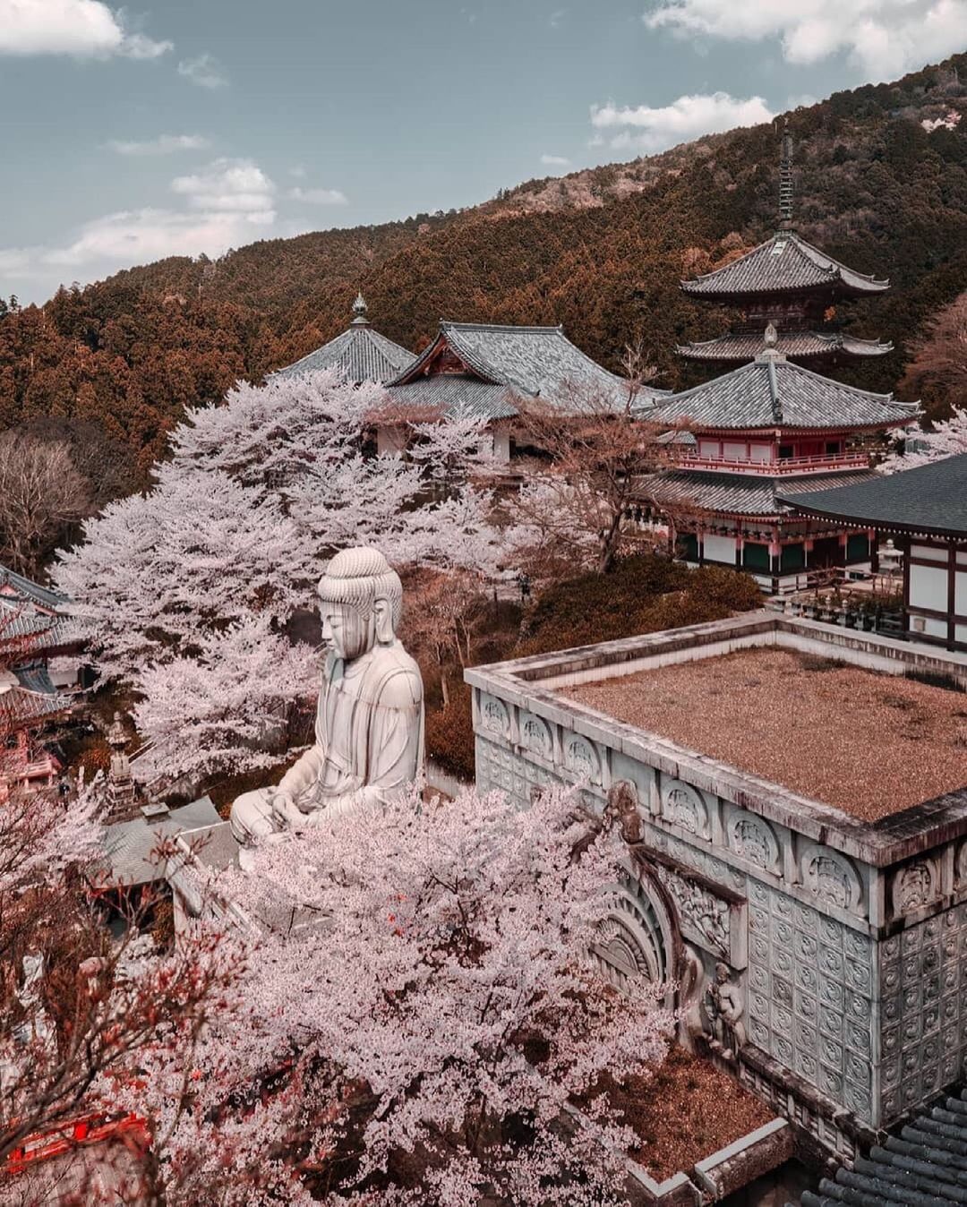Visit Japan: What’s your favorite place to see cherry blossoms? Nara’s ...