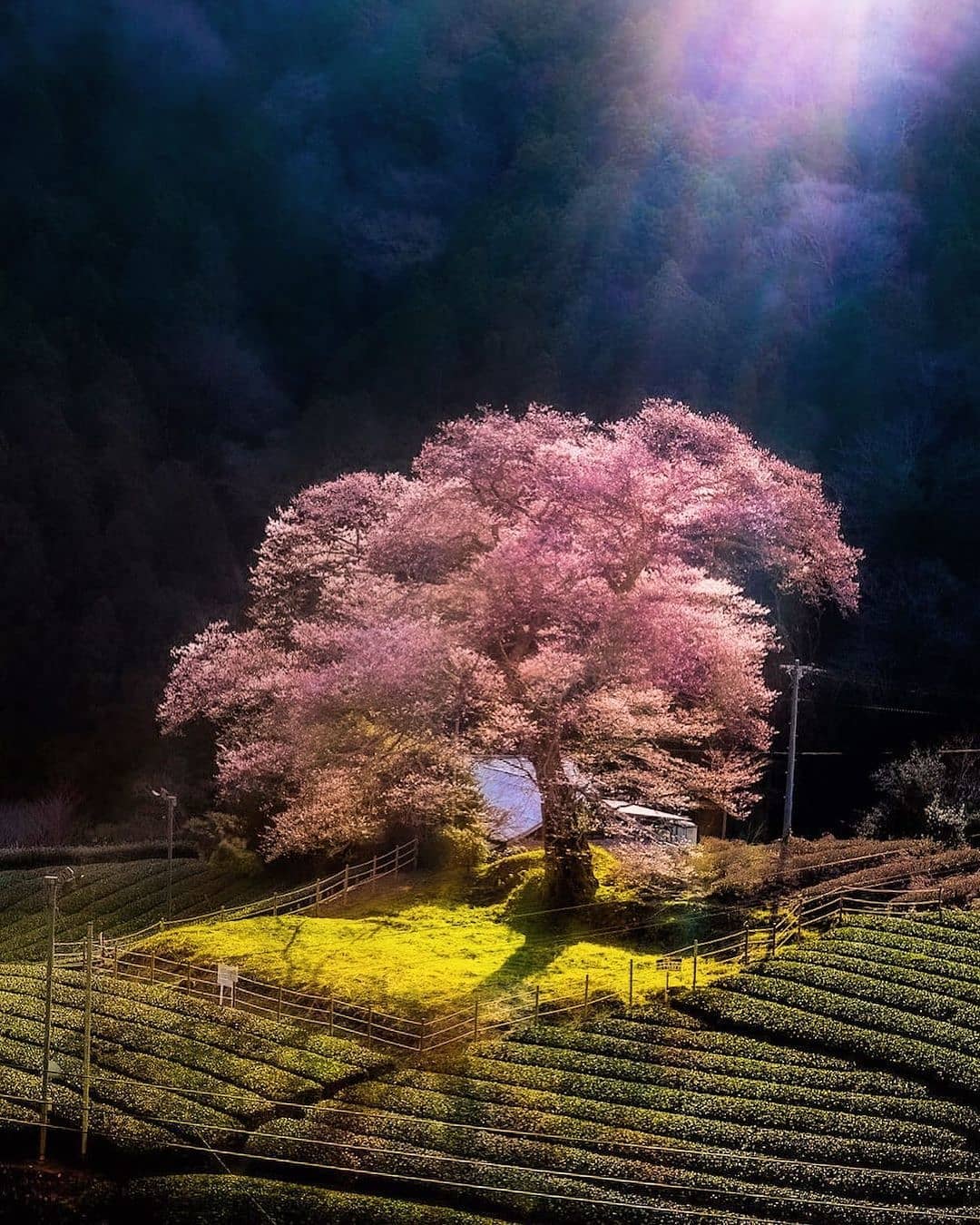 Visit Japan: Every spring, photographers flock to this tea plantation ...