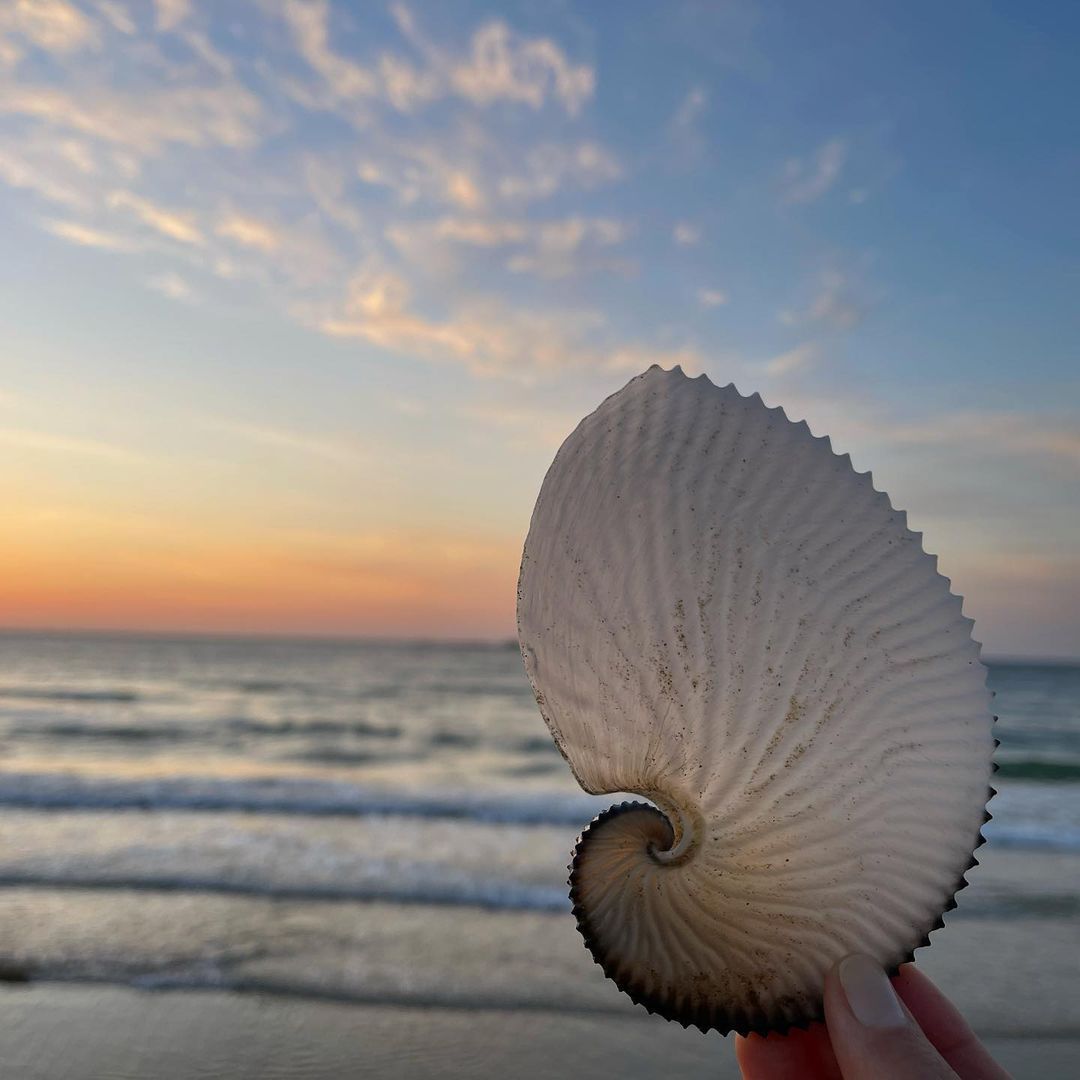 Visit Japan: This rare argonaut shell was spotted at one of Itoshima ...