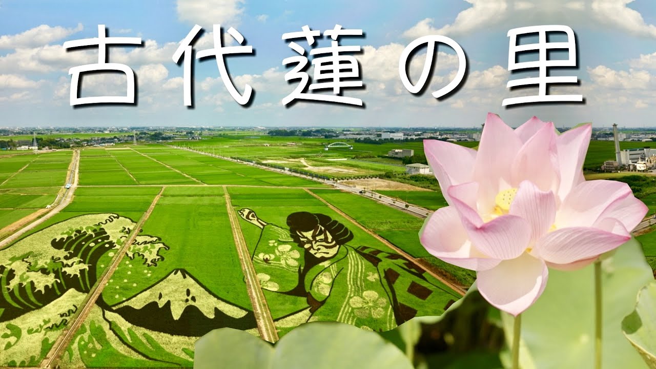 Ancient Lotuses and Rice Field Art in Saitama - Alo Japan