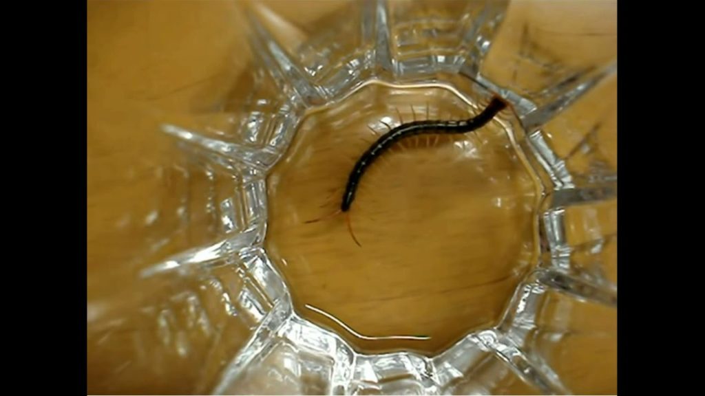 Bitten by Mukade (Centipede) in Japan - Alo Japan All About Japan