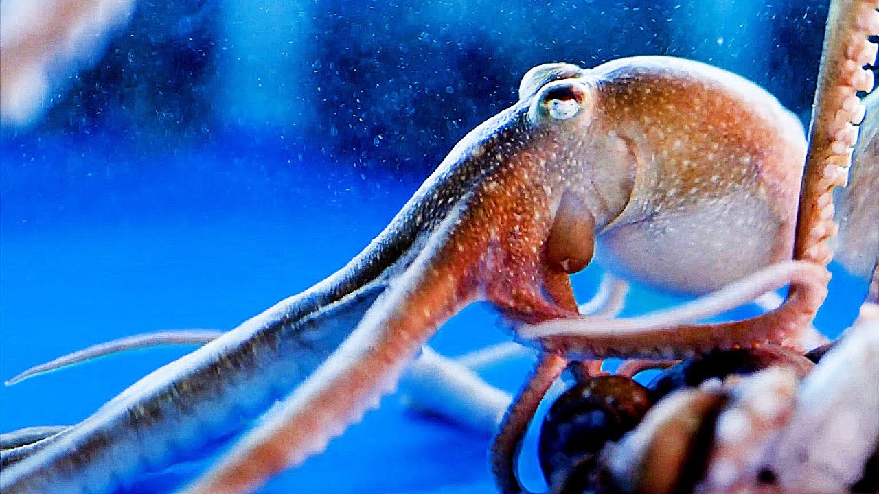 Sliced LIVE OCTOPUS Seafood Market - Korean Street Food - Alo Japan