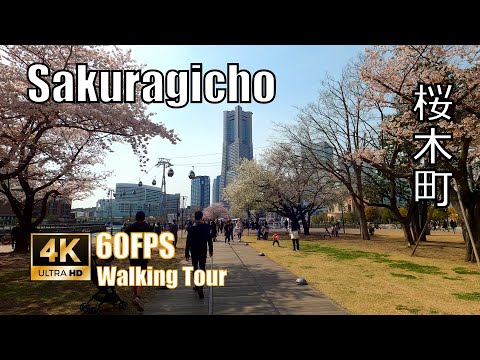 4k 60FPS Sakuragicho Cherry Blossoms, Yokohama Japan, March 2022, 桜木町の ...