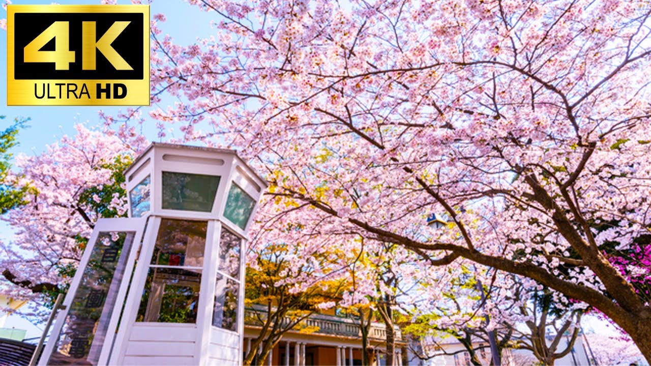【4K CHERRY BLOSSOM】MOTOMACHI PARK YOKOHAMA JAPAN SAKURA WALKING TOUR ...