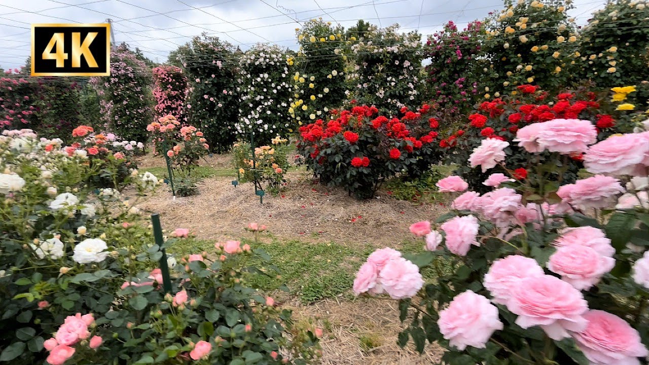 Japan Walking Tour 4K | The Most Beautiful Rose Garden in Japan - Alo ...