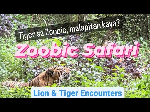 Lion and Tiger Encounters: Zoobic Safari Tour Part 2 #subic # ...