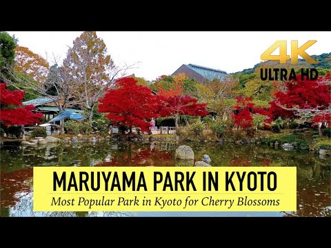 Maruyama Park: Best Park for Cherry Blossom Viewing in Kyoto, Japan ...