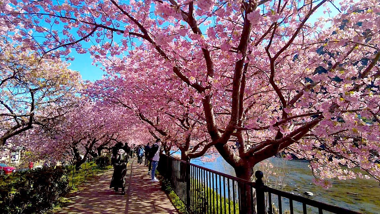 [4K] Sakura Walk - First Cherry Blossom of 2022 - Kawazu, Izu Peninsula ...