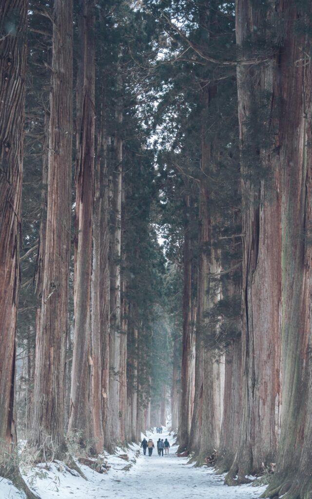 Giant cedar trees of Togakushi shrine - Alo Japan All About Japan