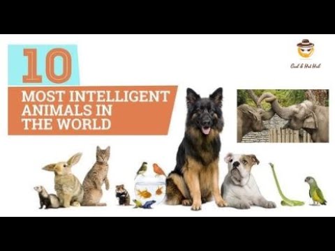 10 Most Intelligent Animals in the World I 10 Smartest Animals In The ...