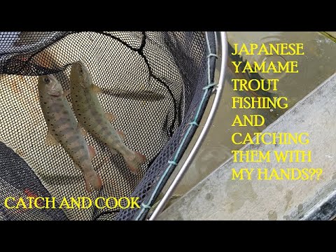 Catch and cook Japan's Yamame Trout With My Hands After Striking Out ...
