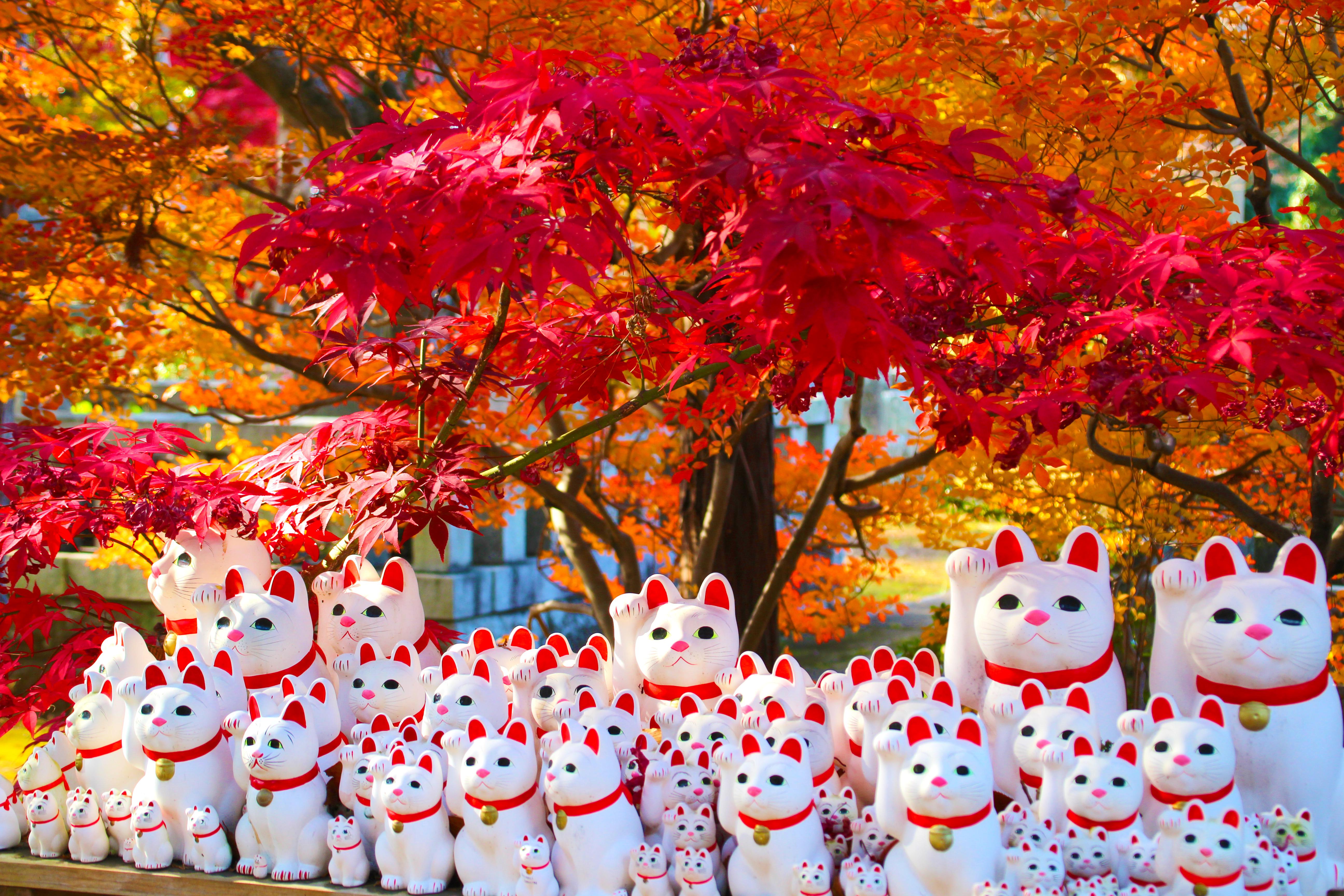 The many cats of Gotoku-ji Temple, two years ago today (Tokyo-to) - Alo ...