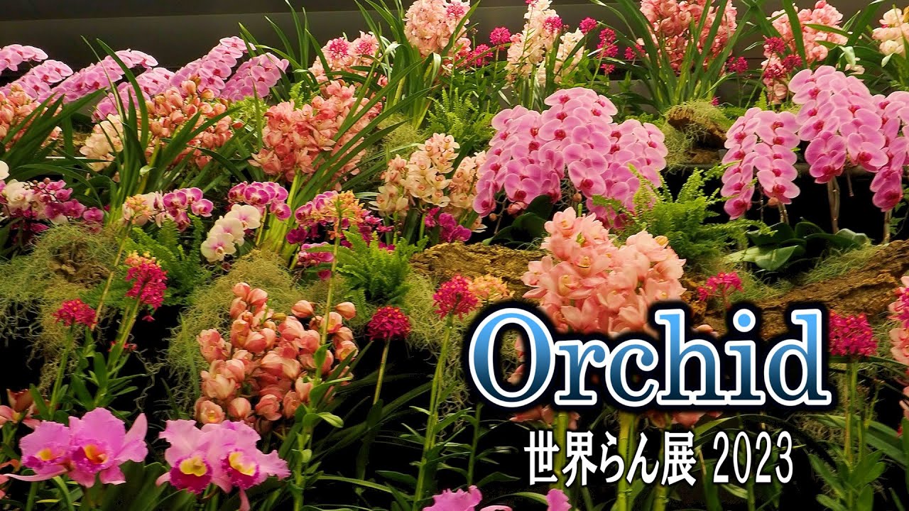 【4K Orchid】 International Orchid and Flower Show 2023. #世界らん展2023 #4K # ...