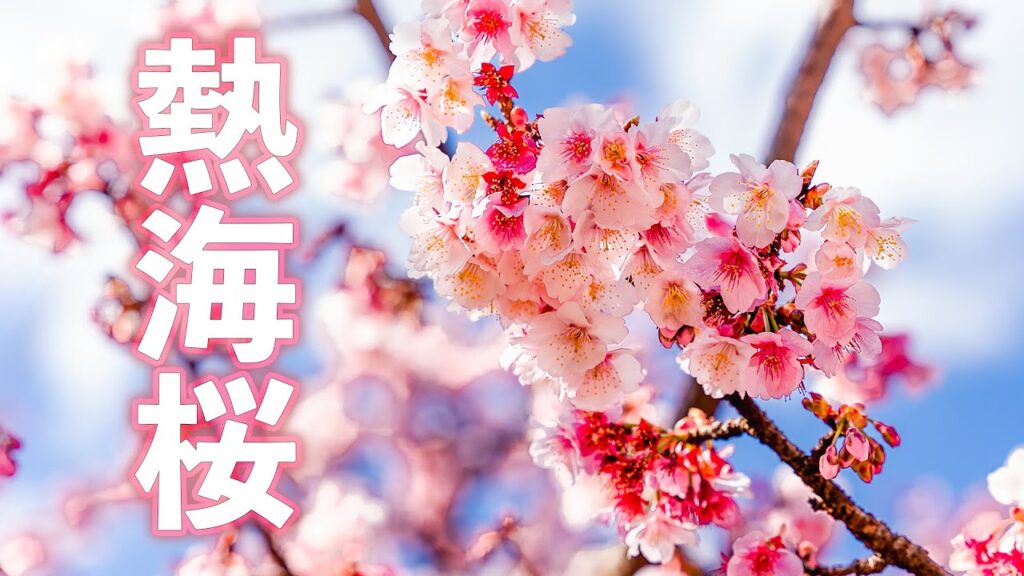 Atami Sakura 🌸 Cherry Blossoms2023 - Japan's earliest cherry blossoms ...