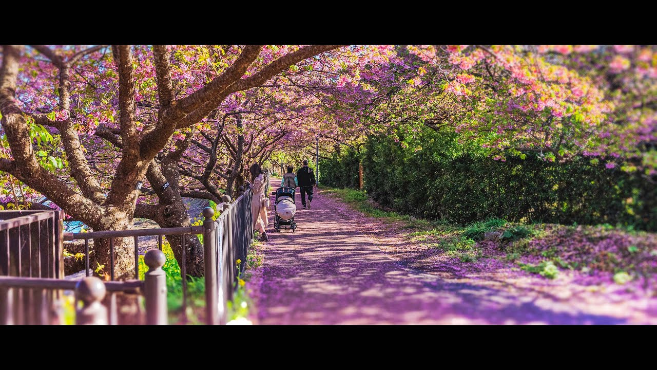 【4K】Japan Travel・Walking around the Kawazu Cherry Blossom Festival 2023 in full bloom【ASMR ...