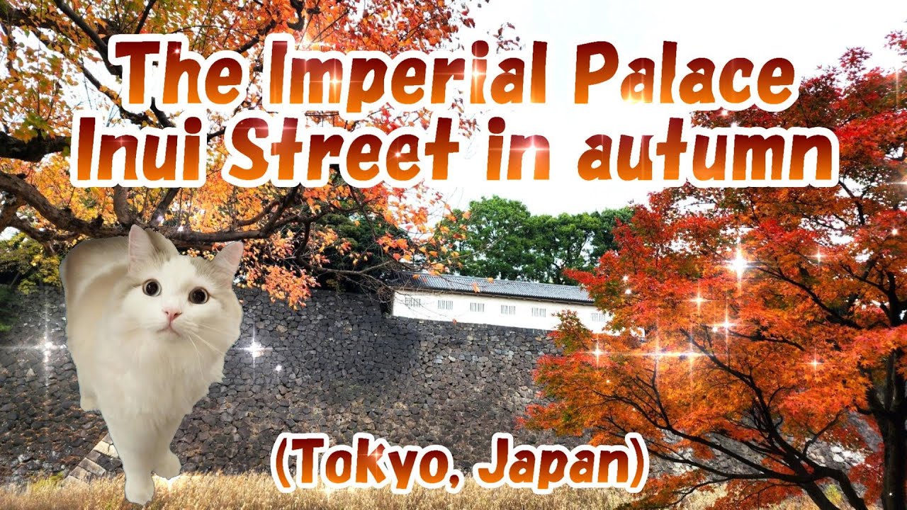 The Imperial Palace Inui Street is open to the public in autumn.(Tokyo ...
