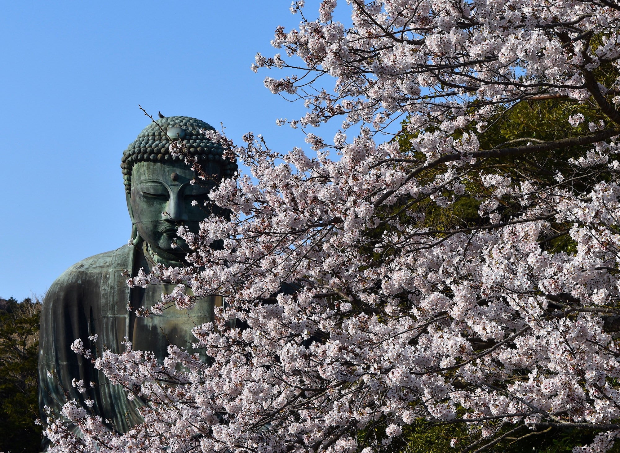 Daibutsu of Kamakura behind a veil of Cherry Blossoms - Alo Japan All ...
