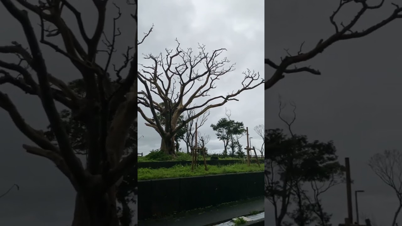 무섭게 생긴 일본 오키나와의 나무 tree that look scared rainy day Okinawa Japan tour ...