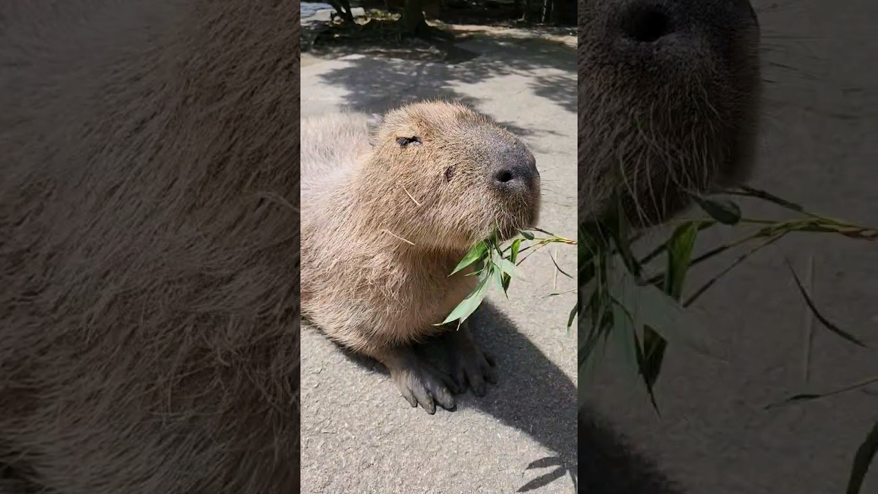 capybara eating leaves in Nagasaki, Japan #japan #capybara #travel ...