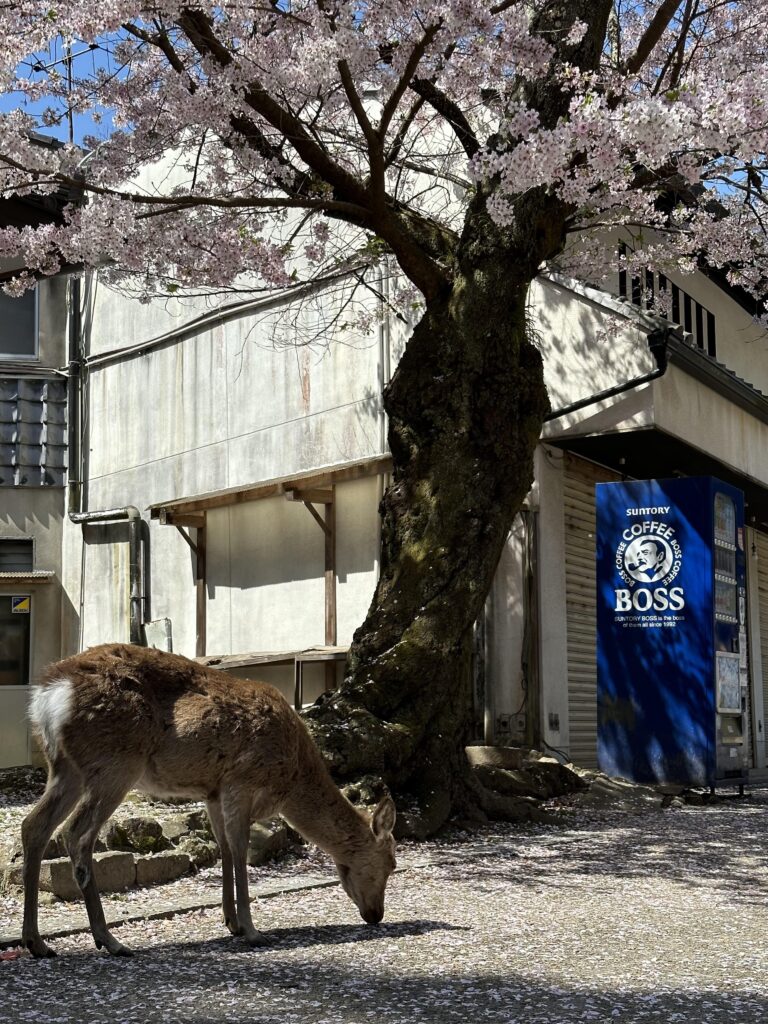 Sakura, Deer, and a Vending Machine. - Alo Japan All About Japan