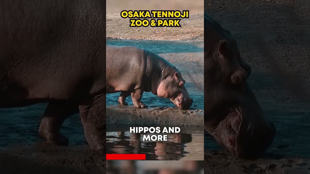 Best in Osaka: Osaka Tennōji Zoo & Park - Alo Japan All About Japan