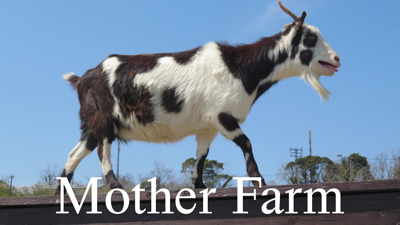 Get Your Instagram-Ready Shots at Mother Farm - Japan's Best Farm ...