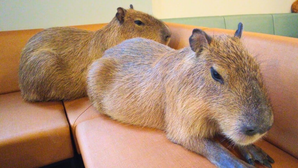 Newly Opened Capybara Cafe in Japan Tokyo 😍 Cafe Capyba - Alo Japan All ...