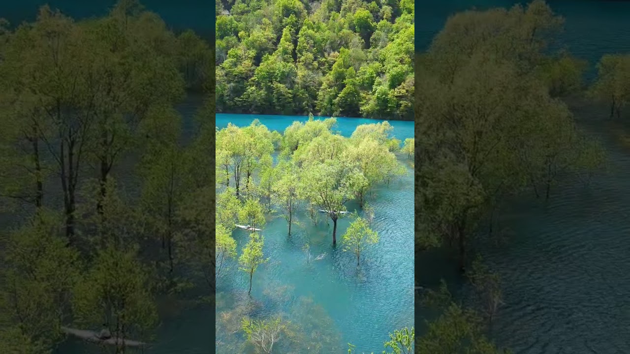 Shusen Lake Submerged Forest | Akita, Tohoku, Japan. #japan #tohoku # ...