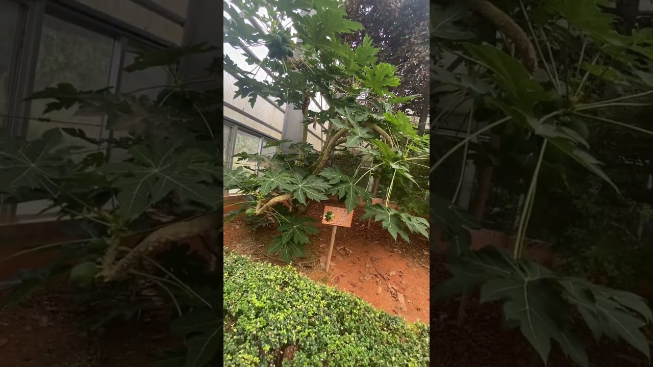 papaya tree Okinawa world 오키나와 월드의 여러 열대나무들 파파야 나무 tropical plant trip ...