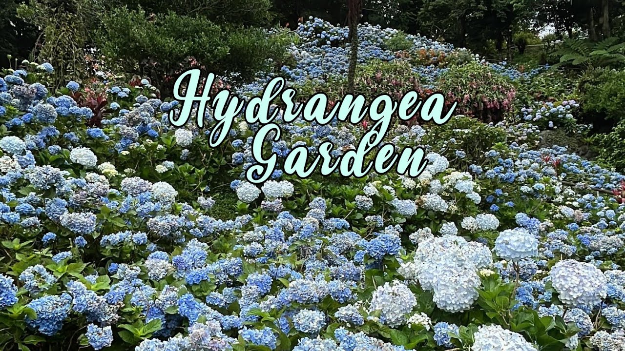 Amazing view of Hydrangea plantation | Yohena Hydrangea Garden - Alo ...